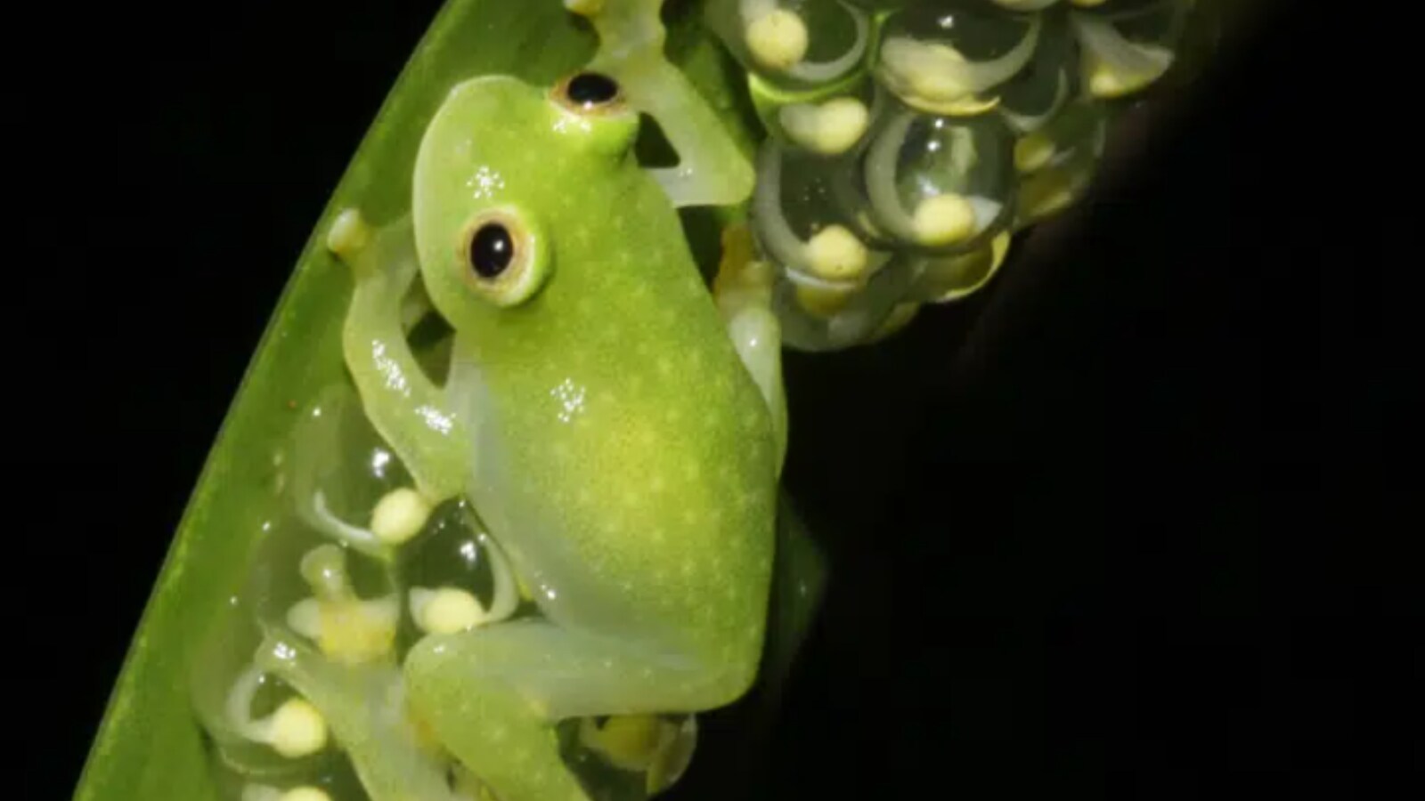 How Do Some Frogs 'Turn On' Their Transparency Mode? Science Has the ...