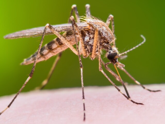 Pune Reports Japanese Encephalitis Infection: What Are the Symptoms ...