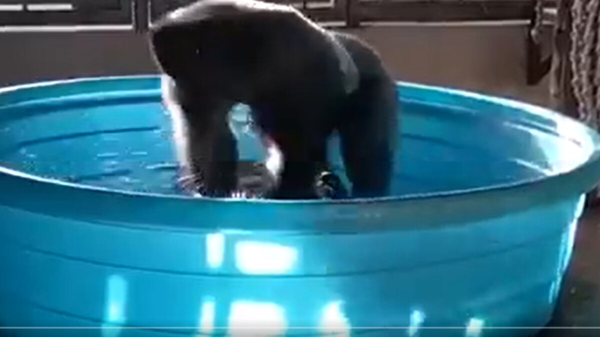 This Old Video of Gorilla Dancing in a Pool Will Add a Broad Smile to ...