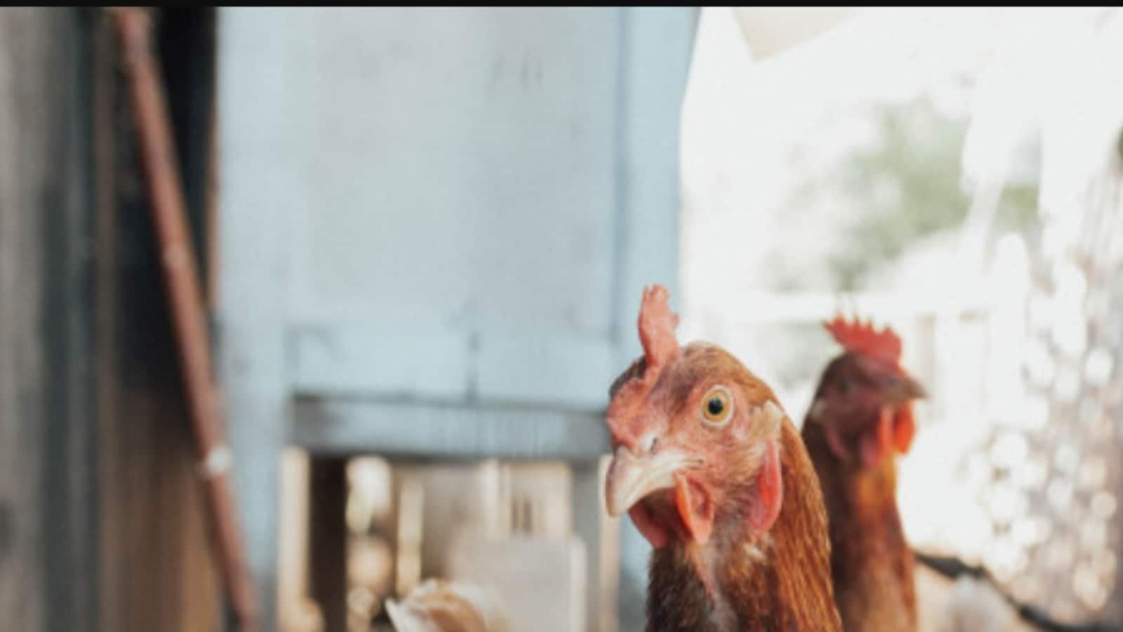 Israeli Technology Aims to Curb Male Chick Culling, Here's How | Buzz ...