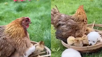 Video of Adorable Puppies Confusing Hen For Their Mother Will Brighten ...