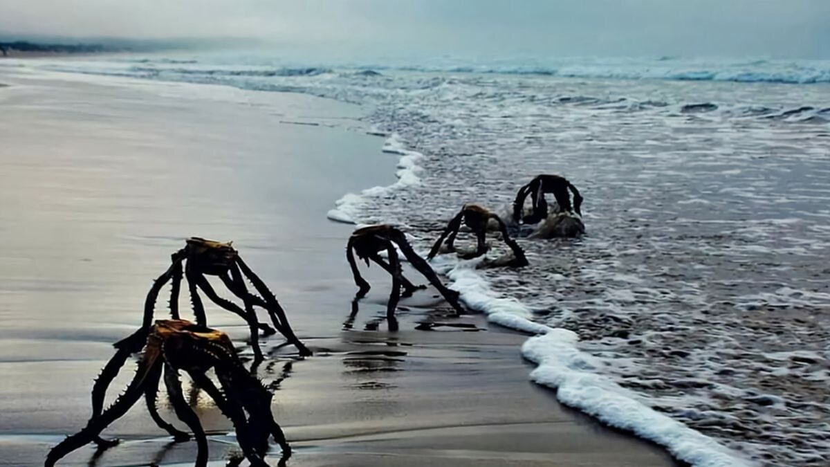 Man Shares Pics Of Dead Aloe Vera Plant, Beachgoers Thought They Were ...