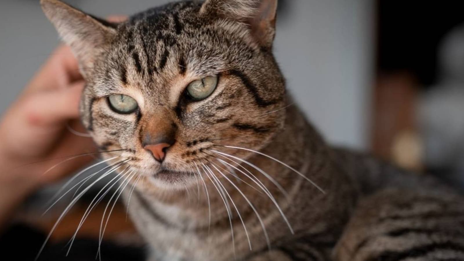 Danish Man Dies 4 Years After Being Bitten By His Kitten | Buzz News ...