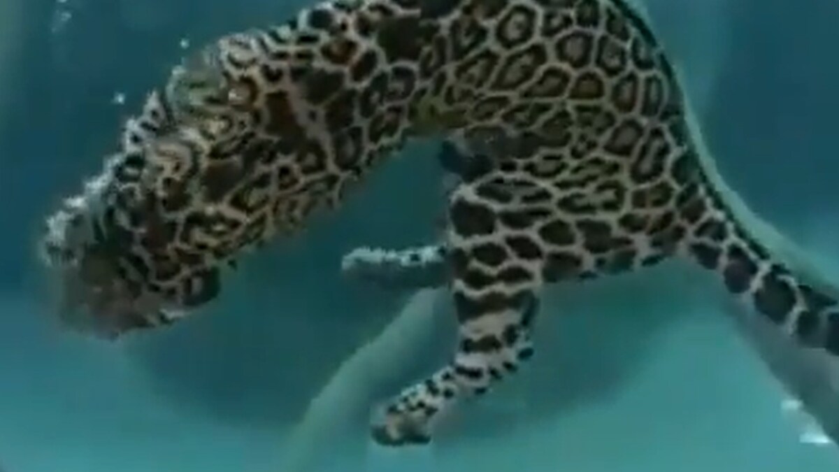 Video of a Jaguar Confidently Swimming in an Aquatic Water Tank ...