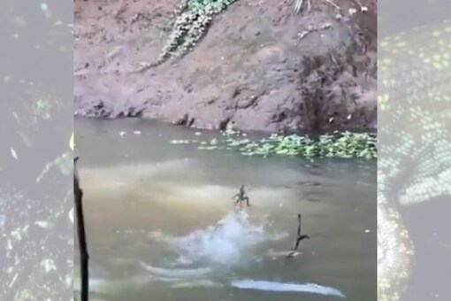 'Jesus' Lizard 'Walking' On Water is Simple Physics at Work, IFS ...