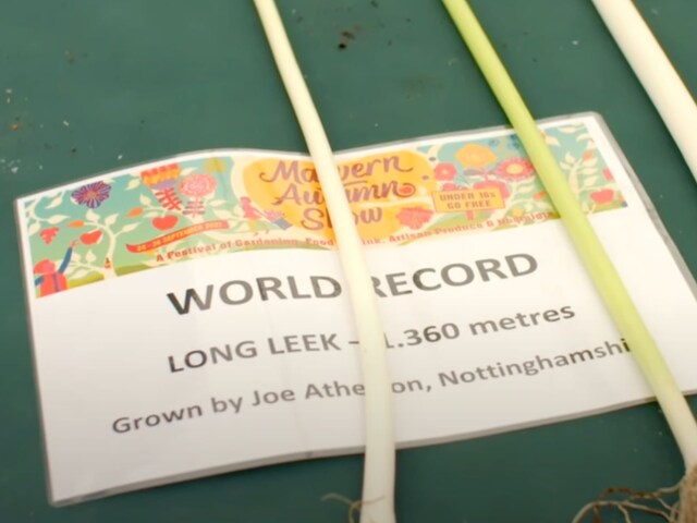 This British Leek is Considered The Longest in World At 56.3 Inches ...