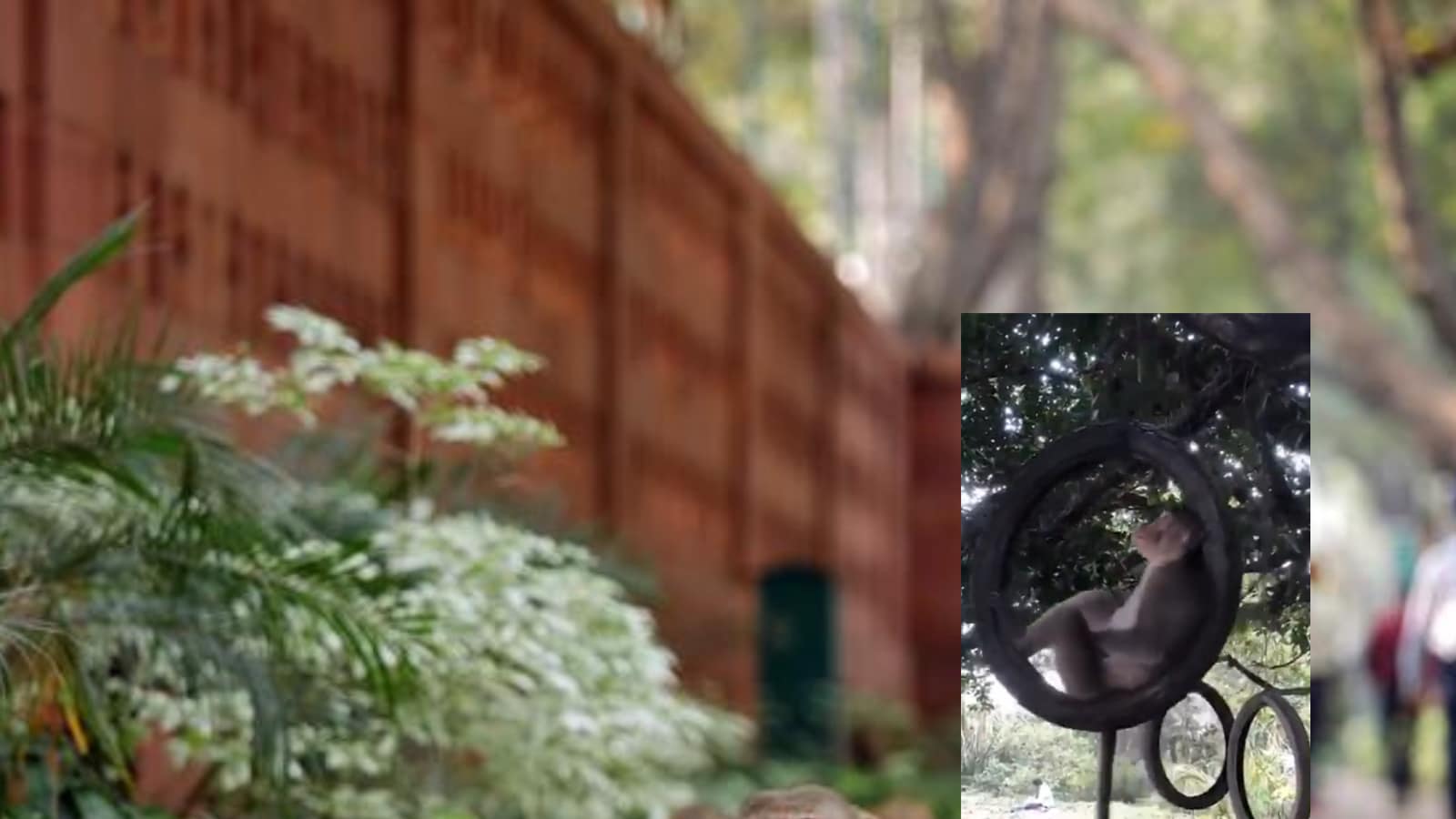 WATCH: Monkey Having a Gala Time on a Tyre Swing Will Give You TGIF ...