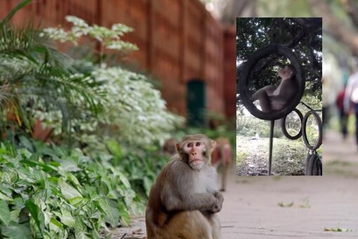 WATCH: Monkey Having a Gala Time on a Tyre Swing Will Give You TGIF ...