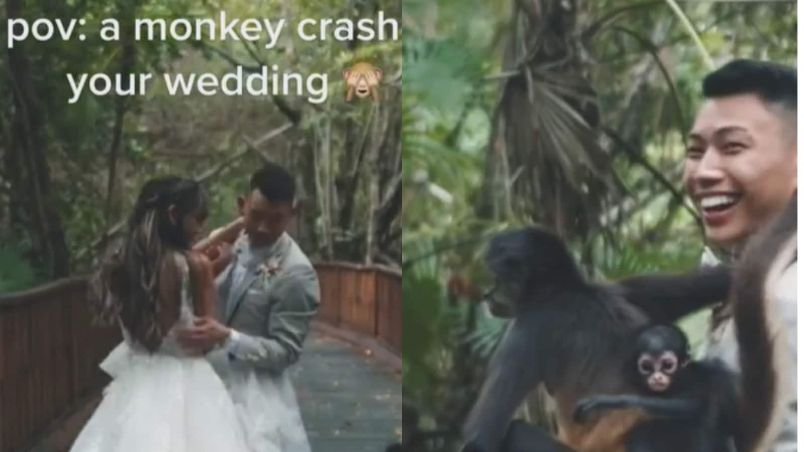 WATCH: Monkey Gatecrashes Wedding, Climbs Into Groom's Arms With Its ...