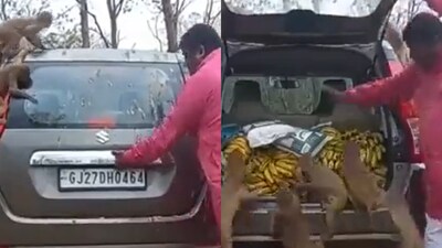 WATCH: Man Serves Huge Feast of Bananas to Monkeys, Internet Heaps Praise on Him | Buzz News ...