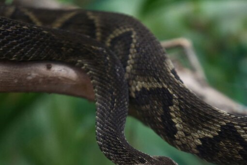 Female Snakes Have Clitorises, Indicating How 'Pleasure is Important ...