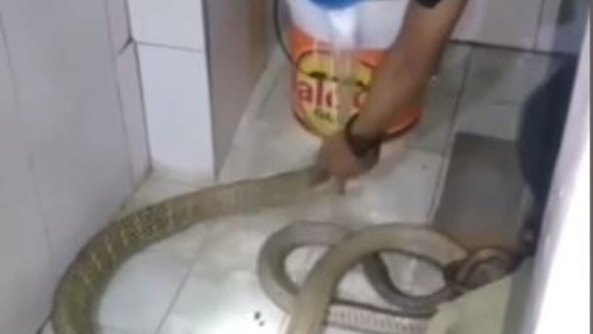 WATCH: Man Casually Giving Bath to Huge Snake Leaves Internet Horrified ...
