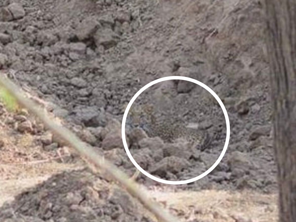 This Photograph Has A Hidden Leopard And You Have To Find It In 10 ...