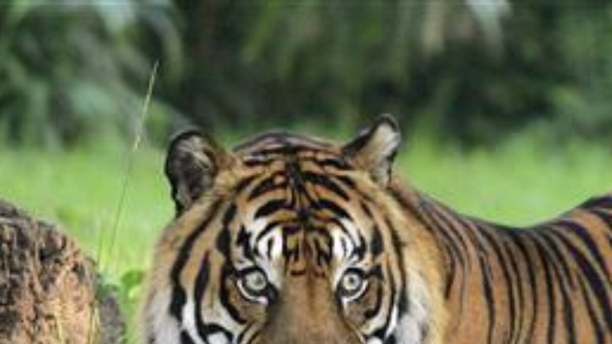 Royal Bengal Tiger Spotted in Brahmaputra River in Guwahati, Rescued ...