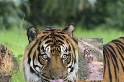 IFS Officer Shares Video of Tigress and Her Cub Bonding While Taking a ...