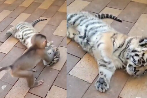Video of Baby Monkey And Tiger Cub Playing With Each Other Will Give ...