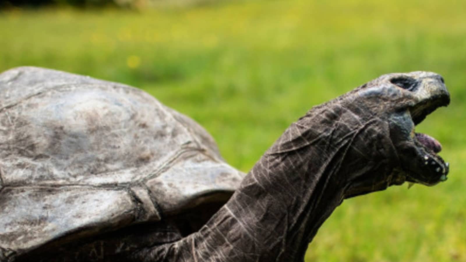 World's Oldest Turtle Jonathan Turns 190 | Buzz News - News18