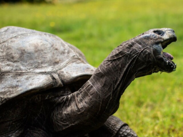 World's Oldest Turtle Jonathan Turns 190 - News18