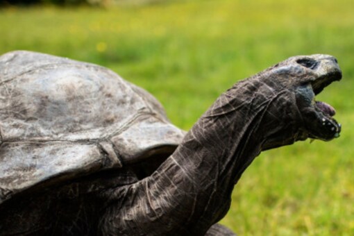 World's Oldest Turtle Jonathan Turns 190 - News18