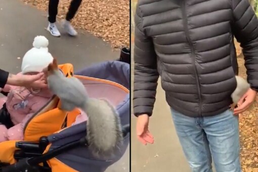 Watch: This Squirrel’s Playful Interaction With A Family Is All Things ...