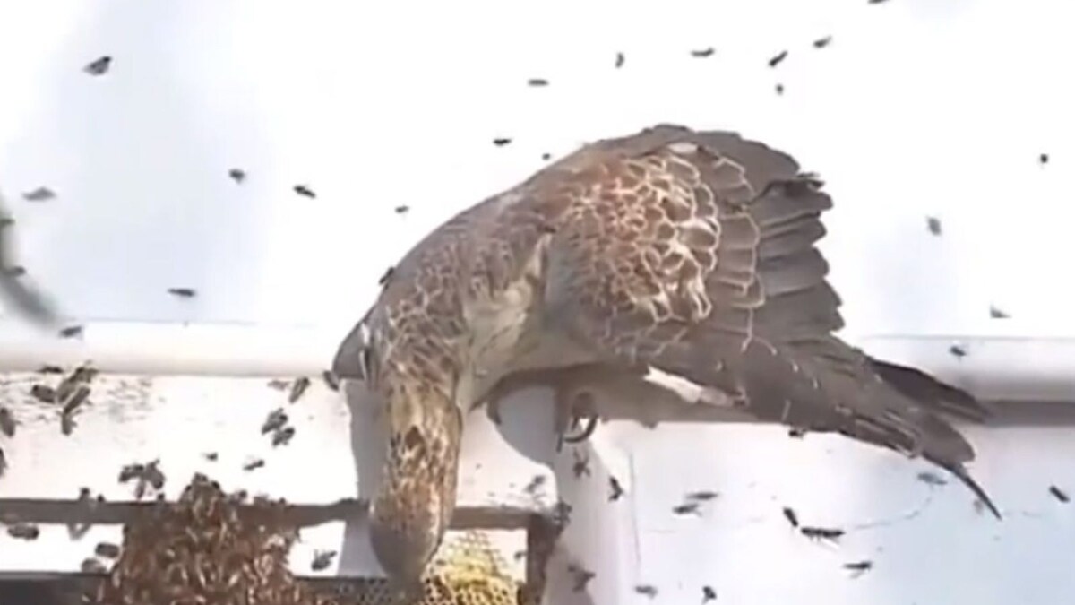 Watch: Bird Attacks Beehive To Feed On Larvae - News18