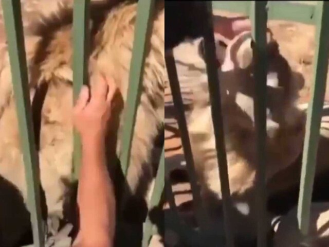 Watch: Man Pets Lion Inside Zoo Cage, What Followed Will Leave You ...