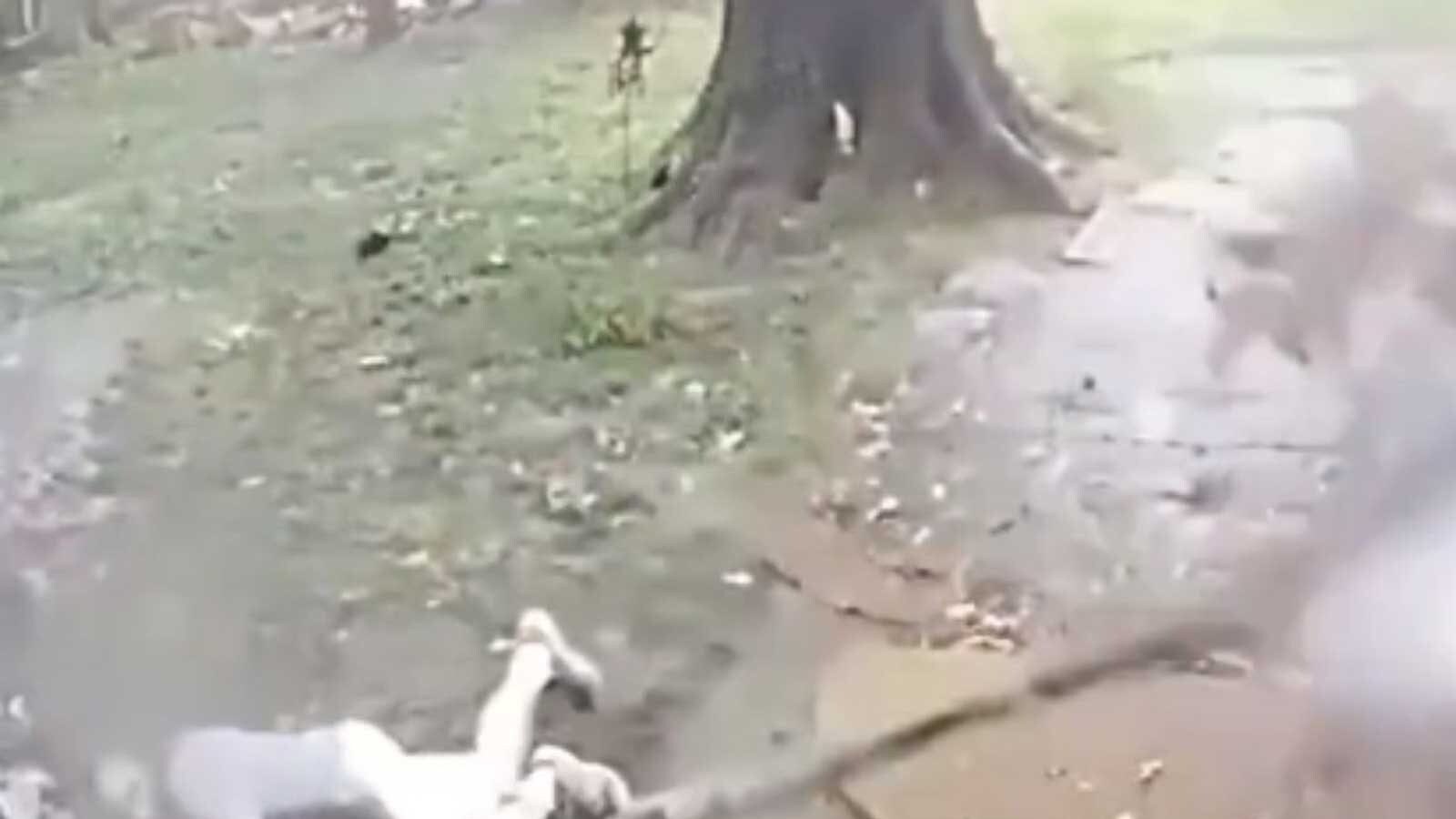 Watch: Man’s Narrow Escape From Death Will Send Chills Down Your Spine ...