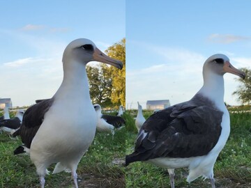 Wisdom, World’s Oldest Known Bird, Spotted Once Again in Midway Atoll ...
