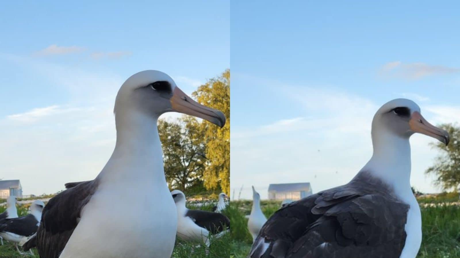 Wisdom, World’s Oldest Known Bird, Spotted Once Again in Midway Atoll ...