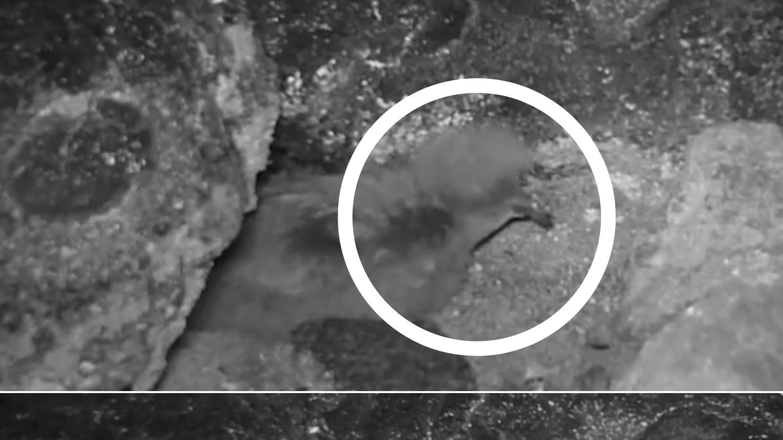 Endangered Nocturnal Seabird Caught on Camera for First Time Ahead of ...