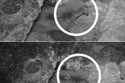 Endangered Nocturnal Seabird Caught on Camera for First Time Ahead of ...
