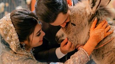 Pakistani YouTuber Gifts His Bride Baby Donkey on Wedding, Viral Video ...