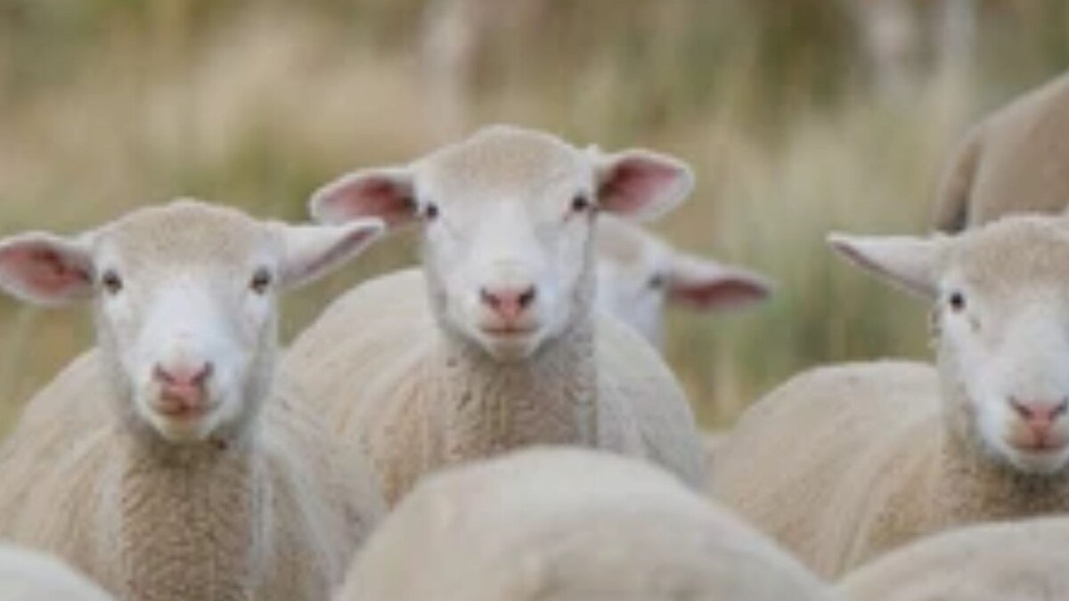 Clean ‘Sheep’: These Animals Help Landscaping the Solar Farm That ...
