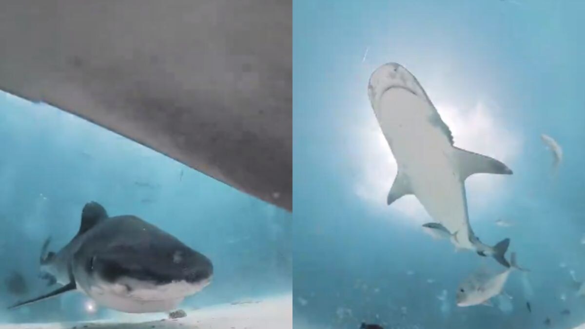 Watch: Video Of Tiger Shark Trying To Swallow Camera Goes Viral Again ...