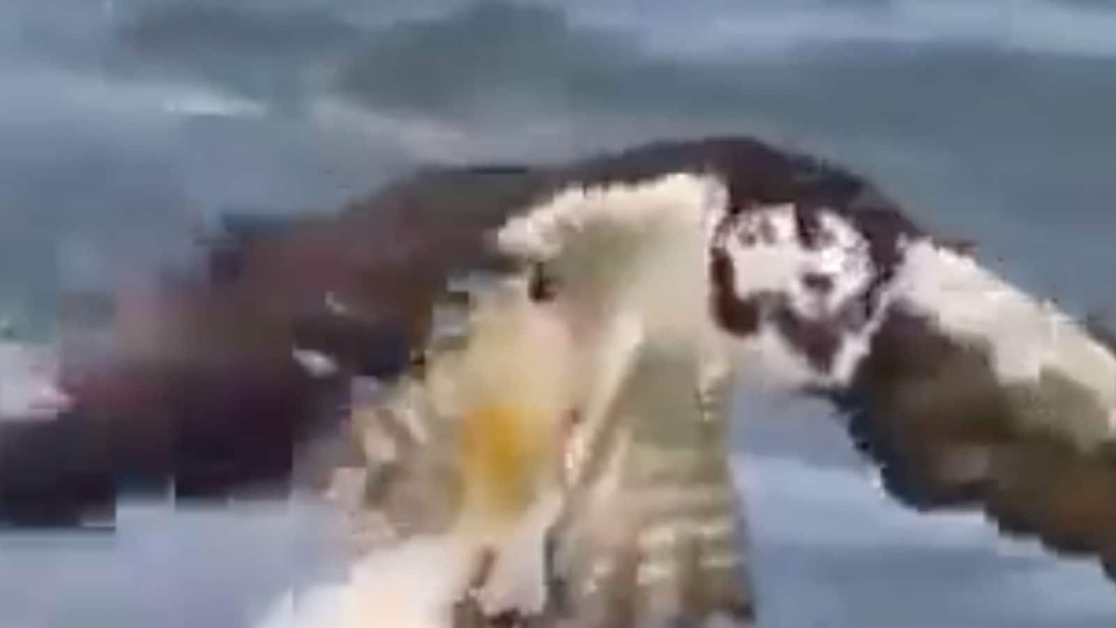 'Mastery': Dramatic Video of Eagle Catching a Fish Will Leave You ...
