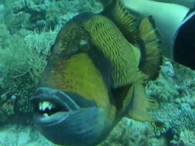 Diver Bitten By Triggerfish Off The Coast Of Egypt, Finds The Incident ...