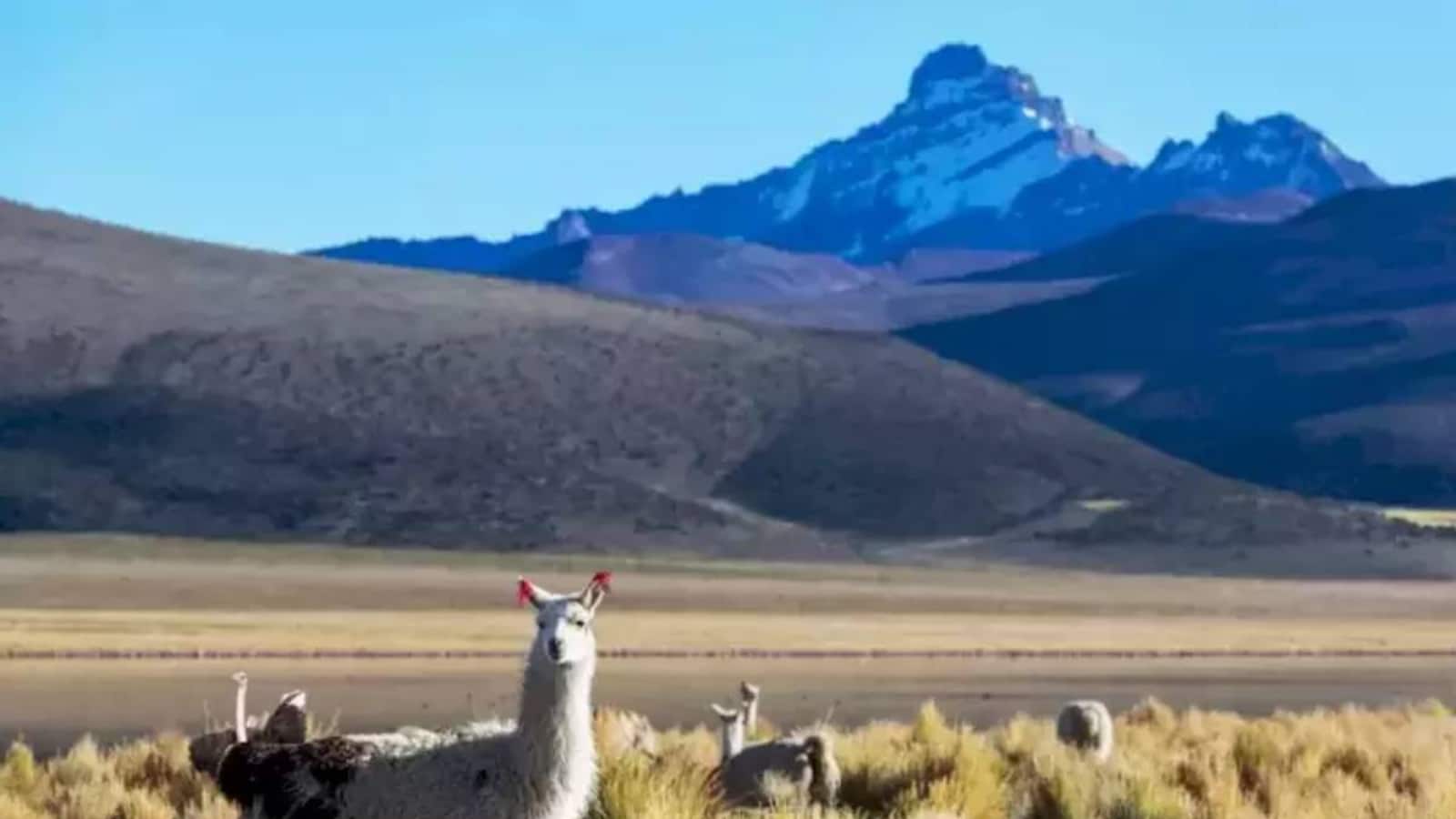 Optical Illusion: Can You Spot The Hidden Ostrich in This Herd of Llama ...