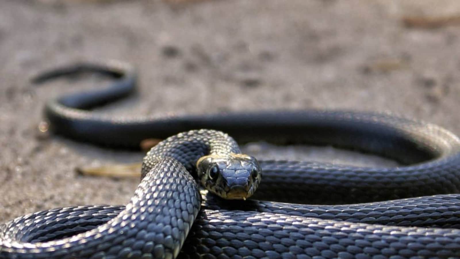 Did You Know Snakes Don’t Have Eyelids? Know Interesting Facts About ...