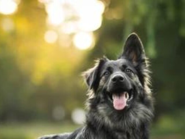 5 Canine Behaviours And What They Mean - News18