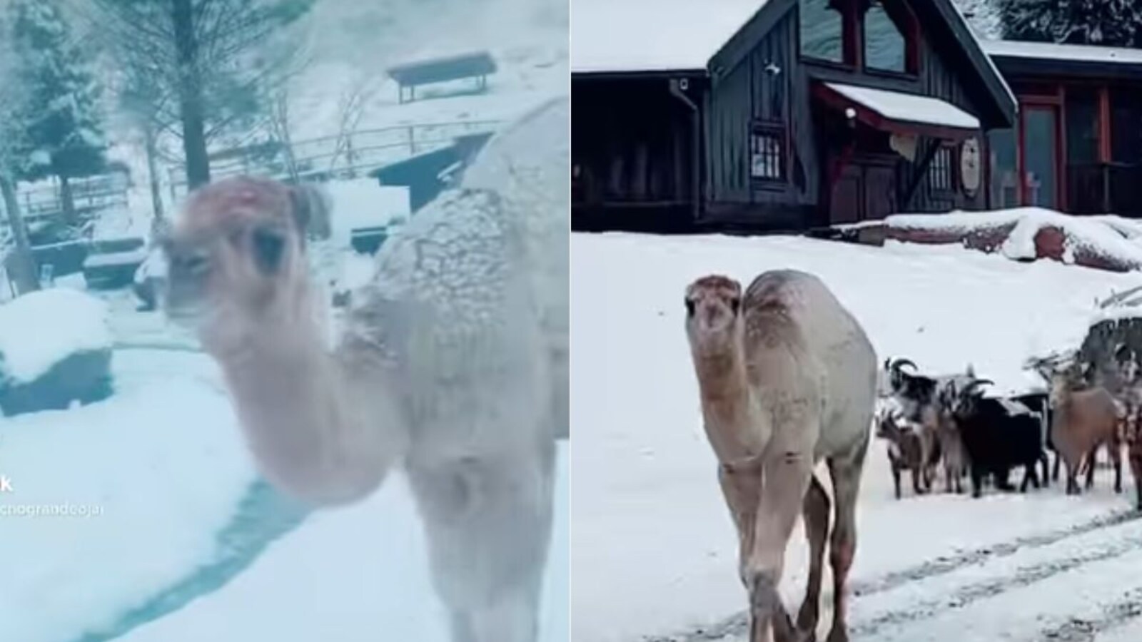 Watch: This Camel Witnessing His First Snowfall Is The Cutest Thing on ...