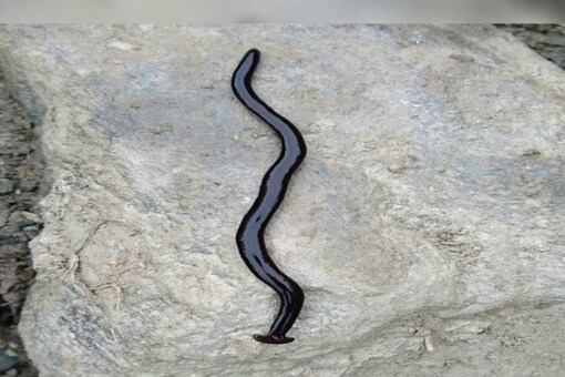 This Hammerhead Worm Turns its Prey Into Liquid, Know More About Unique ...