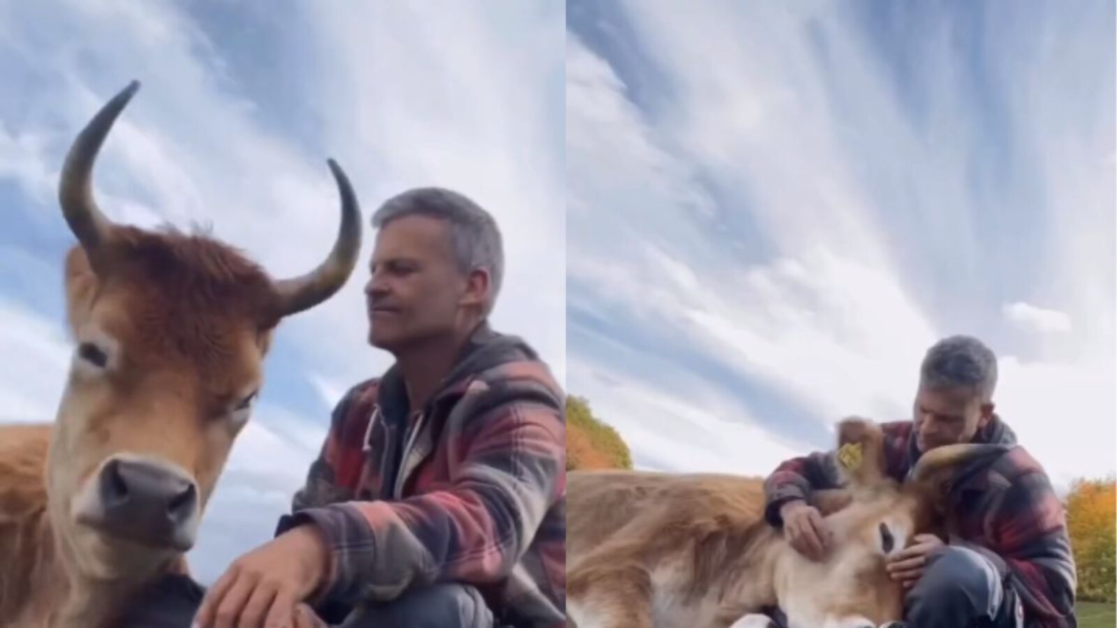 Watch: This Endearing Video of a Cow Resting on Its Owner’s Lap Will ...