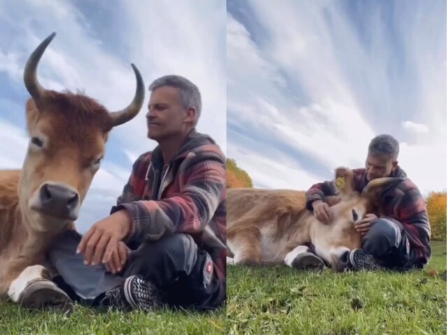 Watch: This Endearing Video of a Cow Resting on Its Owner’s Lap Will ...