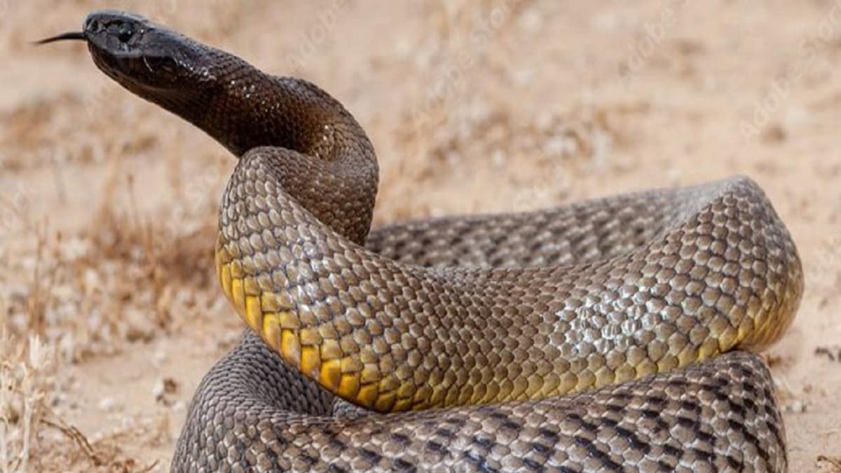 Inland Taipan, The World’s Most Venomous Snake - News18