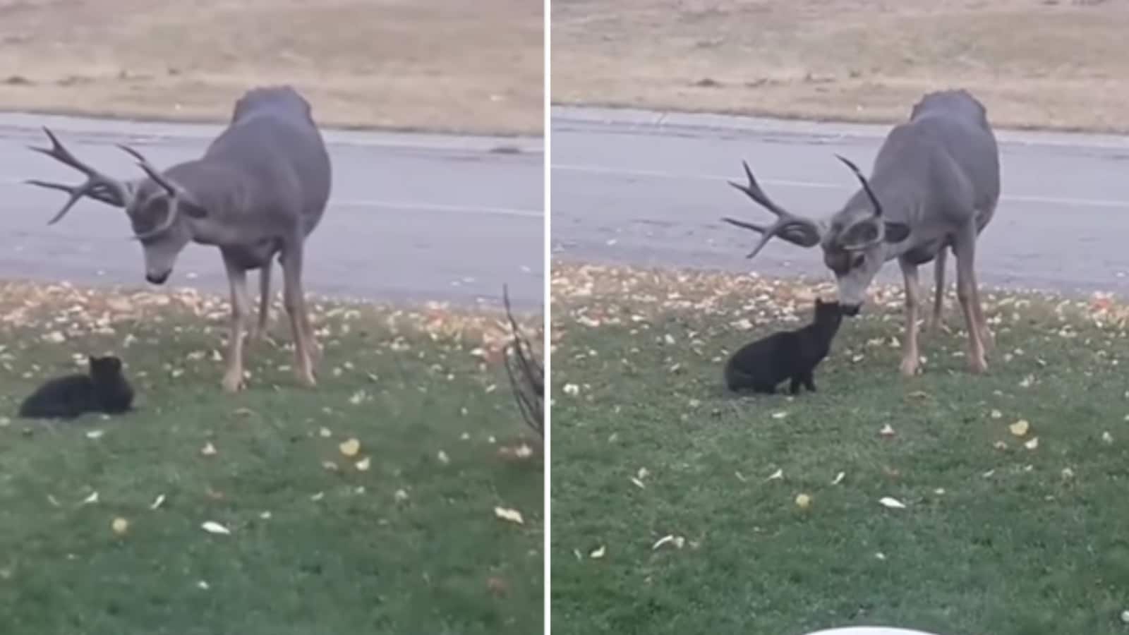 Viral Video Of This Cat-Reindeer Encounter Leaves Internet In Splits ...