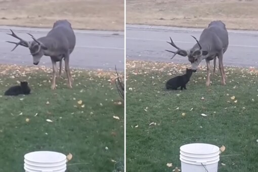 Viral Video Of This Cat-Reindeer Encounter Leaves Internet In Splits ...