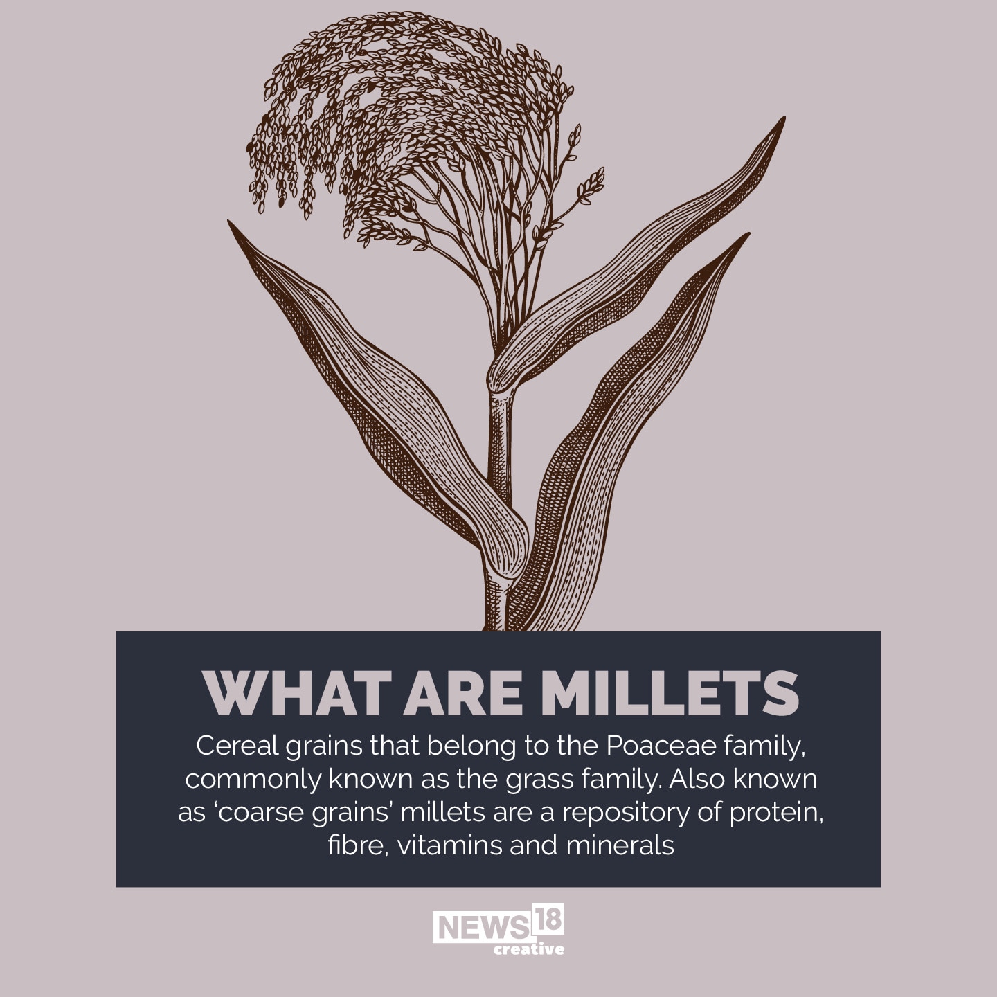 As India Pushes For Millet Production, a Look At Why the Crop is Good ...