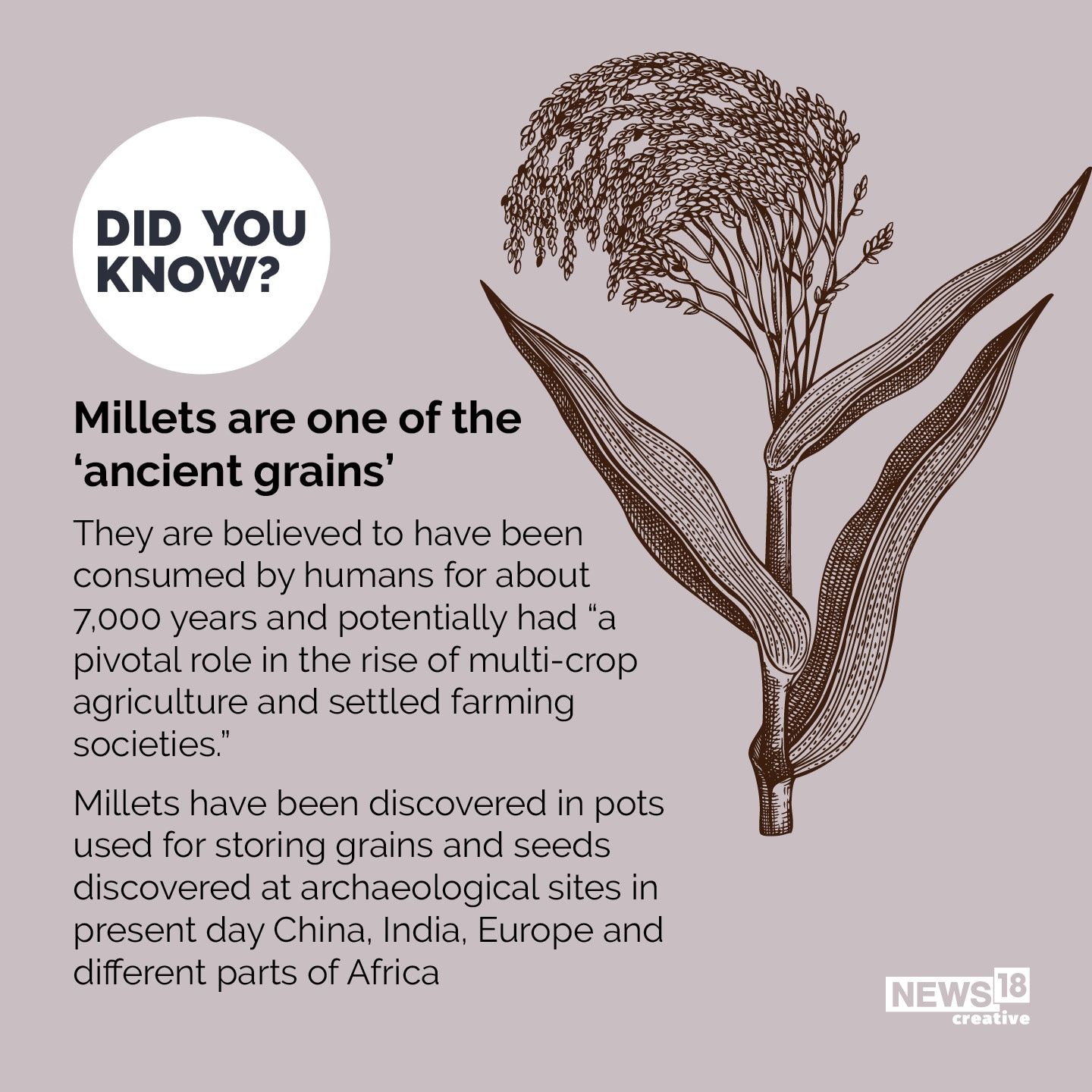 As India Pushes For Millet Production, a Look At Why the Crop is Good ...