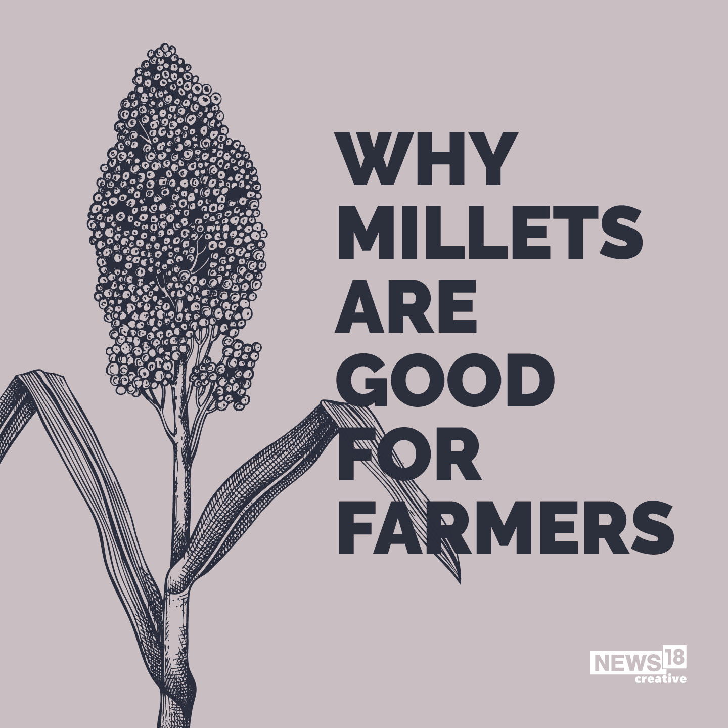 As India Pushes For Millet Production, a Look At Why the Crop is Good ...
