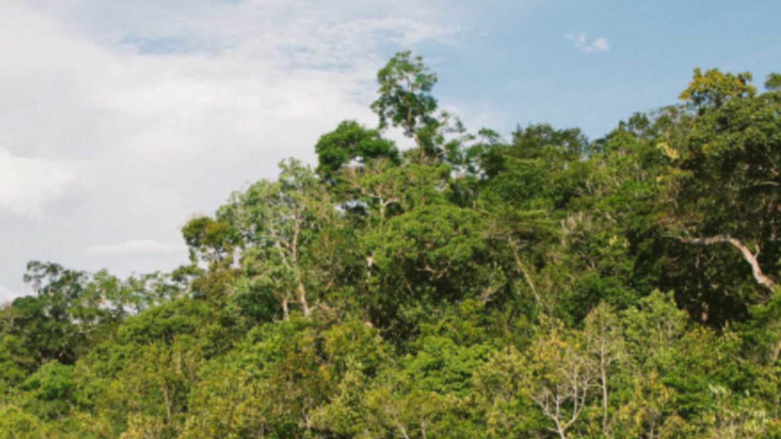 Climate Tipping Points in Amazon, Tibet 'linked': Scientists | Buzz ...